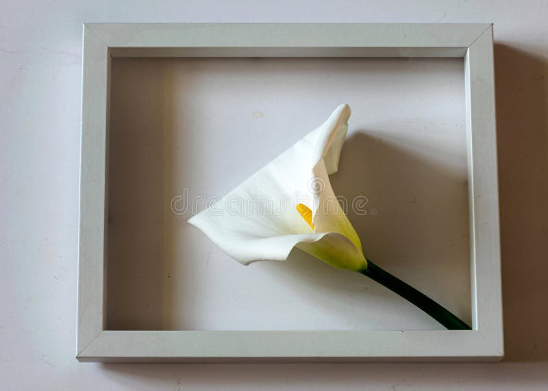 White Calla Flower in a White Frame, Happy Holidays, Spring Stock Image ...