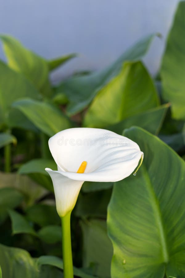 White Calla Flower in the Greenhouse Stock Photo - Image of flowers ...