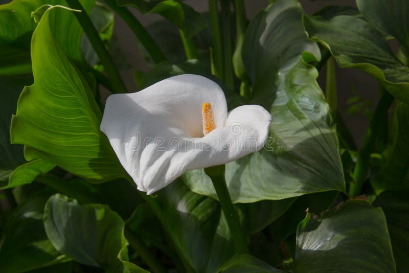 White Calla in a garden stock image. Image of green - 141968977