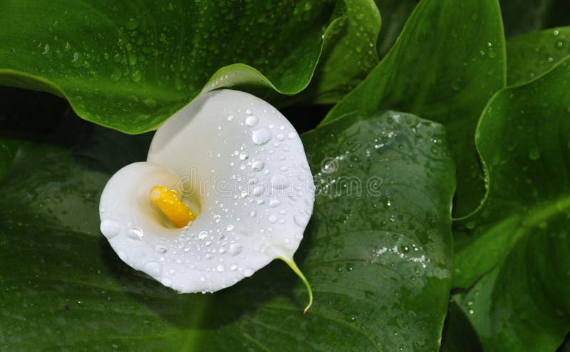 White calla stock image. Image of beauty, fine, bloom - 34991927