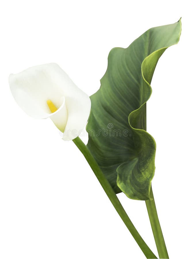 Wet calla leaf stock image. Image of organism, calla, flowers - 11105