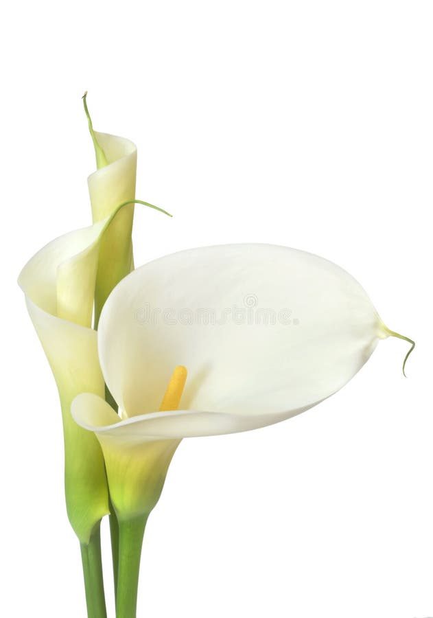 White Calla Lilies stock image. Image of white, callas - 43439609