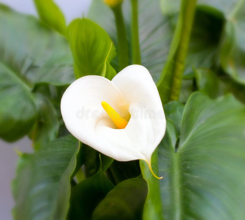 White Calla Lilies with Leaf Stock Image - Image of long, flora: 37716003