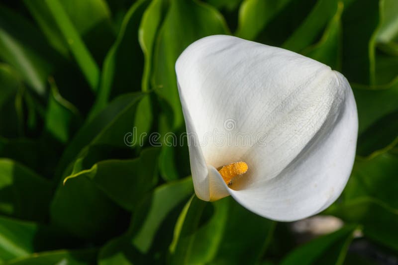 White Calla Lilies Tropical Flower in Cyprus in Winter 5 Stock Photo ...