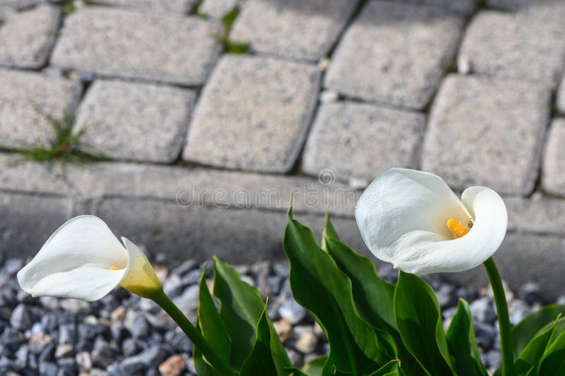 White Calla Lilies Tropical Flower in Cyprus in Winter 8 Stock Image ...