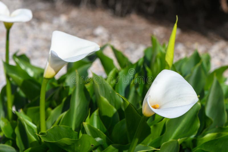 White Calla Lilies Tropical Flower in Cyprus in Winter 9 Stock Image ...