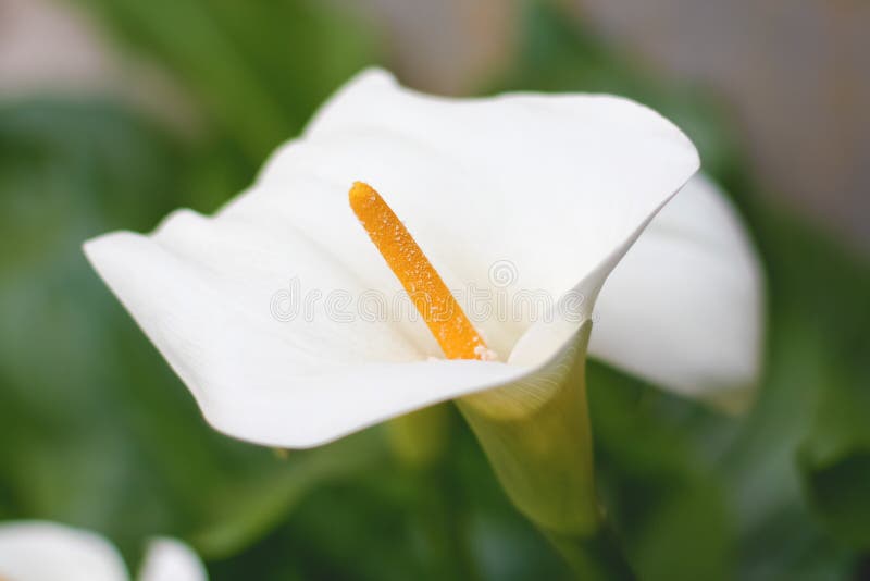 White Calla stock photo. Image of green, bloom, copy - 70260098