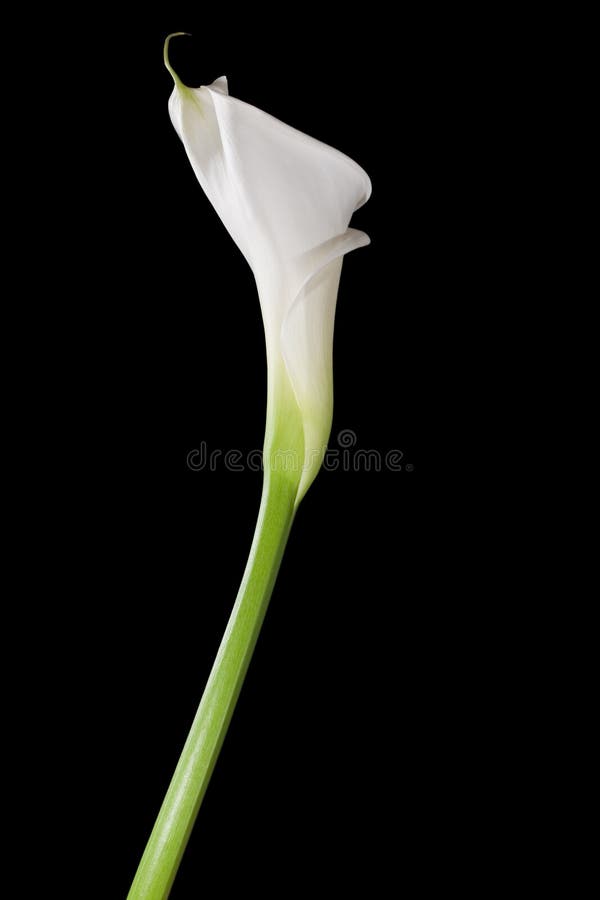 Single Calla Lily in a Vase Stock Photo - Image of still, elegant: 30982734