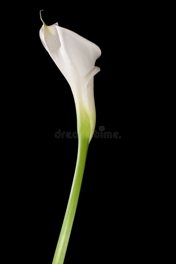 11,144 Calla Lily Stock Photos - Free & Royalty-Free Stock Photos from ...