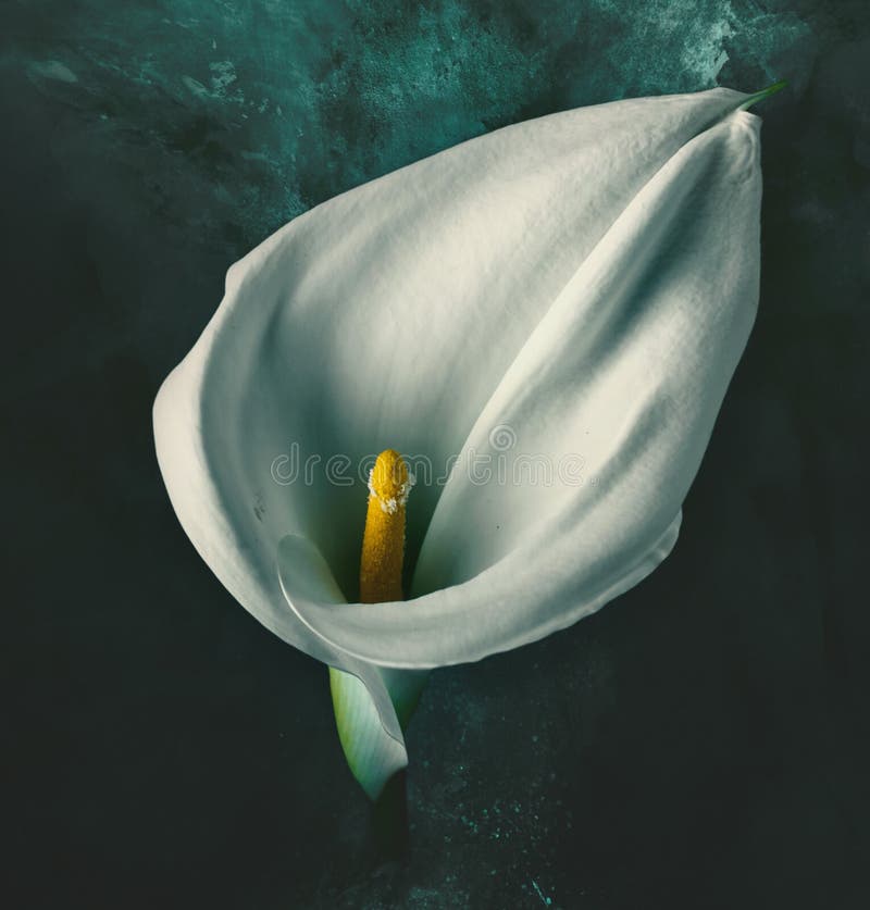 White Calla lily flower stock image. Image of green - 176958651