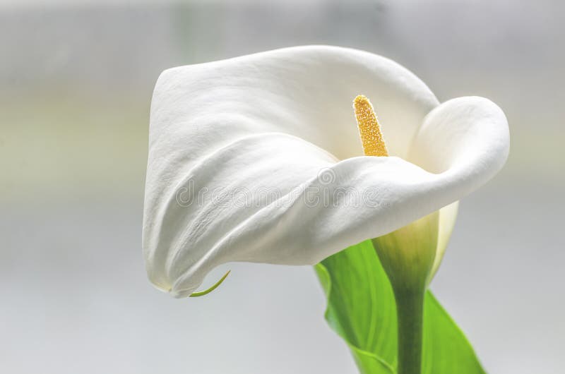 White calla lily flowers stock photo. Image of pure - 216805082