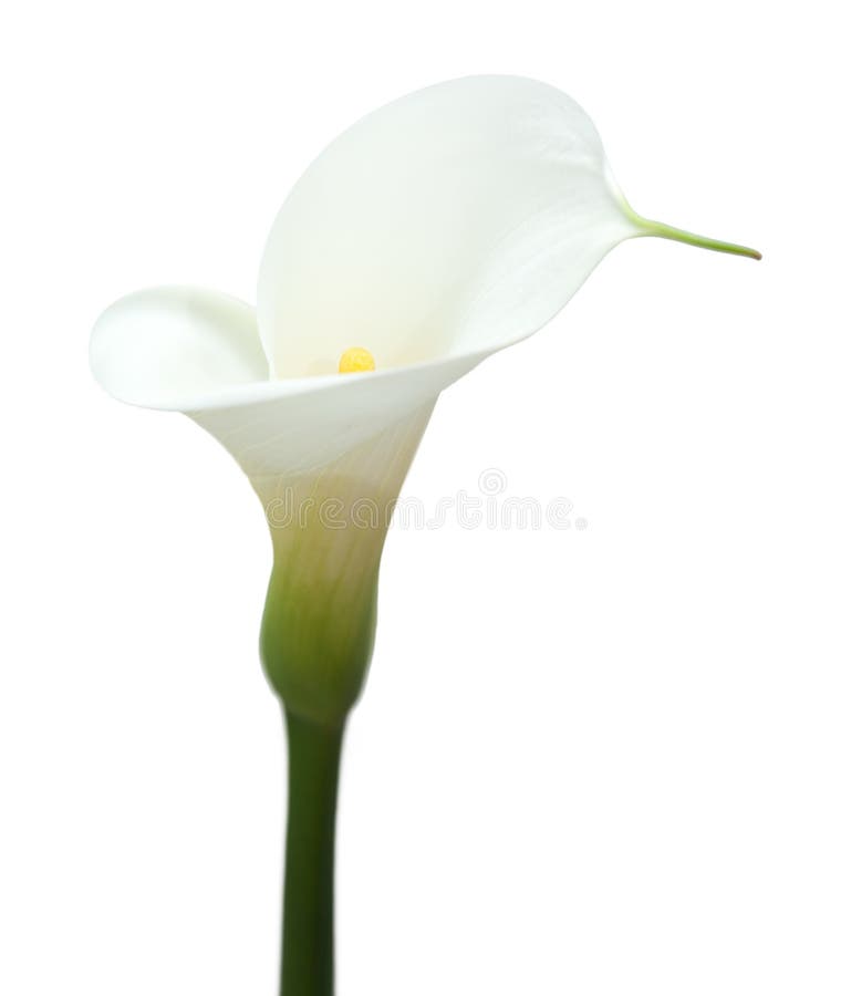 White calla lily stock photo. Image of life, isolated - 49671656