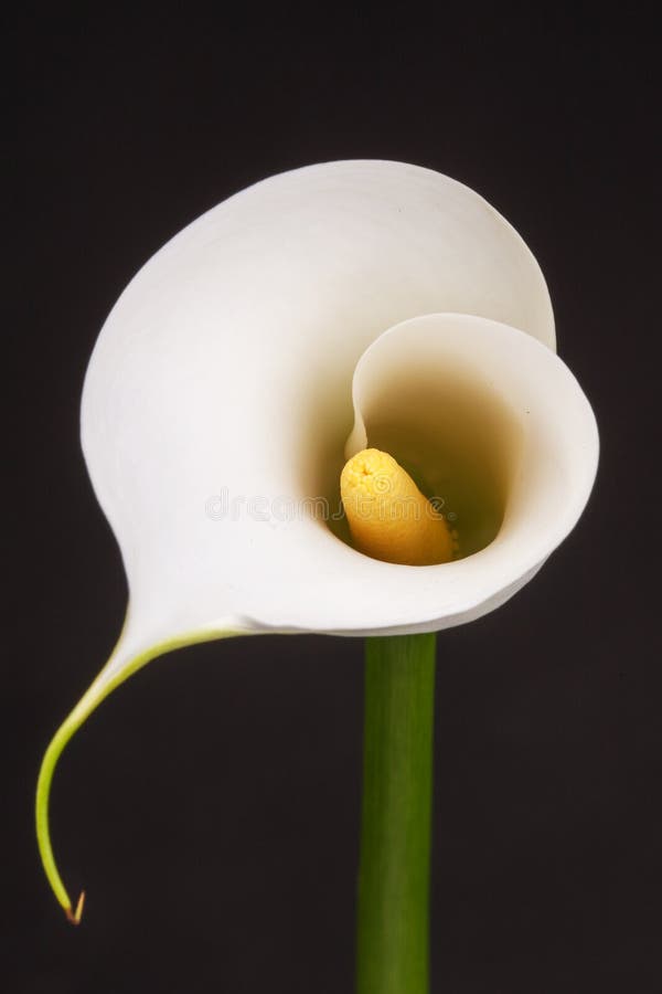 A Couple Of White Calla Lily On A Black Background Stock Image - Image ...