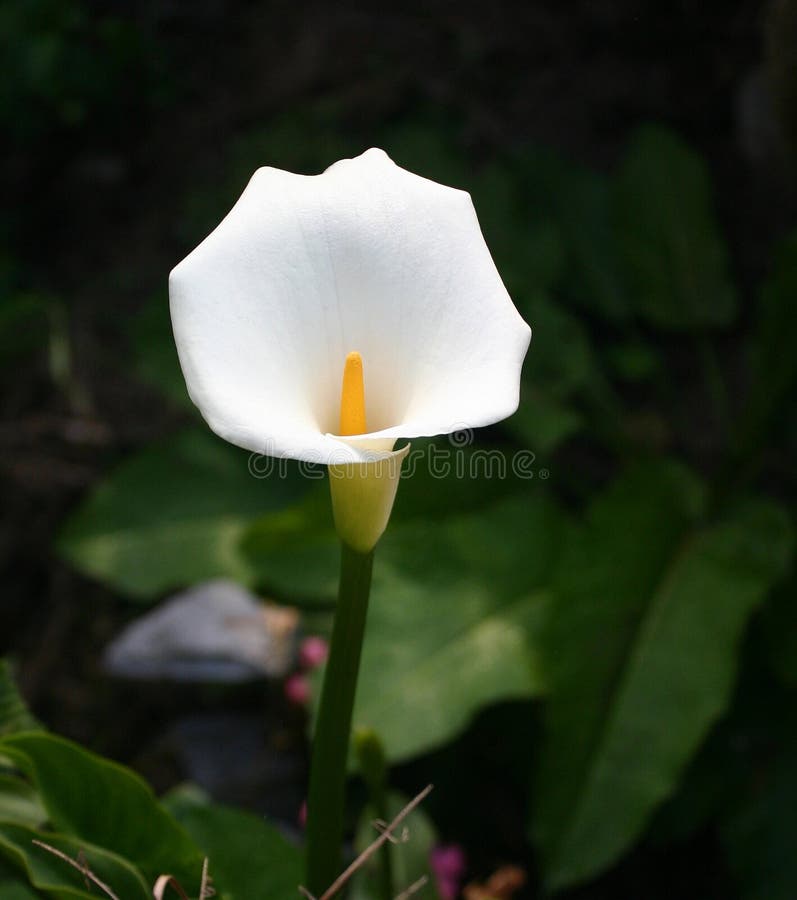 White callas stock photo. Image of curve, green, flower - 30996774