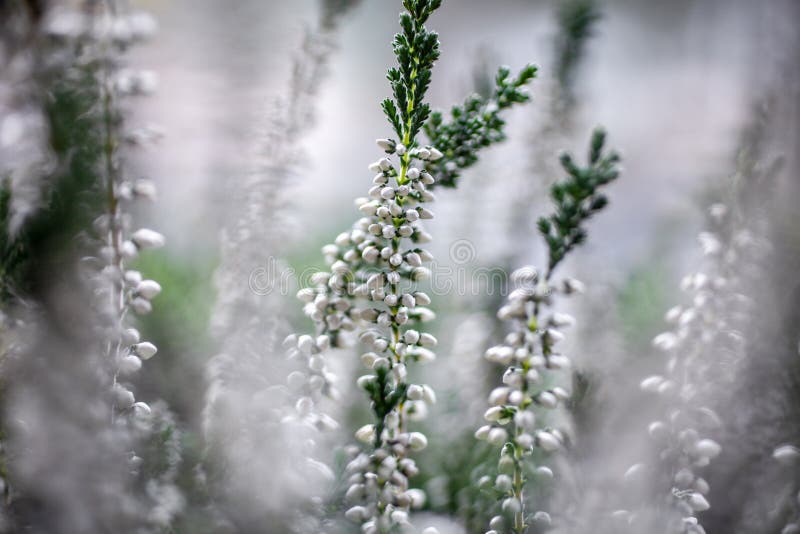 White calluna plant stock photo. Image of decoration - 258716284