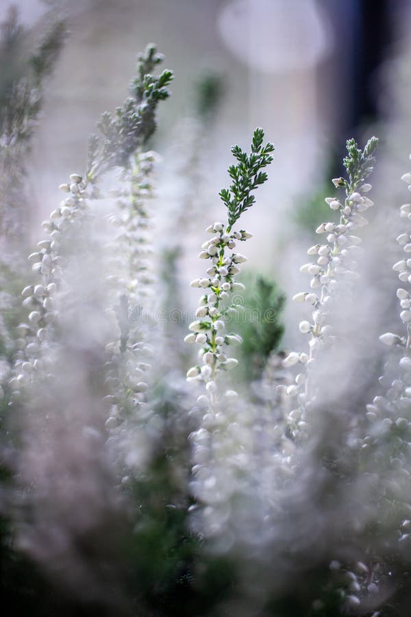 White calluna plant stock photo. Image of color, colorful - 258716300