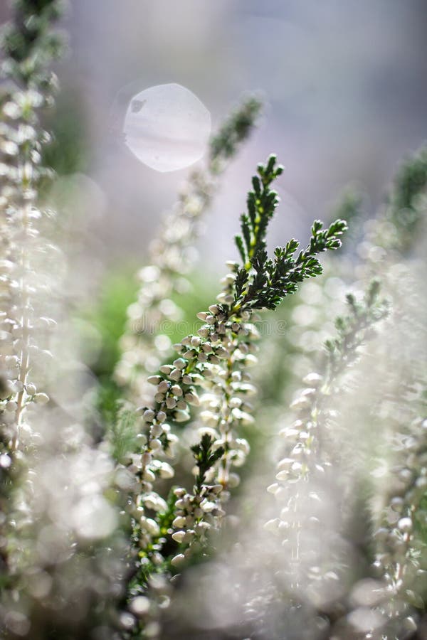 White calluna plant stock image. Image of color, green - 258716301