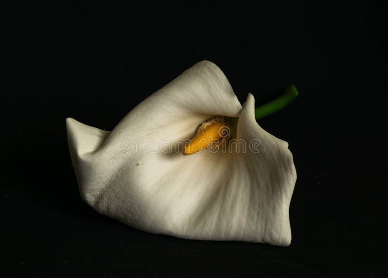 White Callus on a Black Background Close-up of a Callus Flower Stock ...