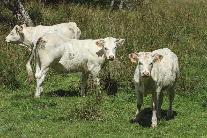 White calves grazing stock photo. Image of rural, grazing - 98685902