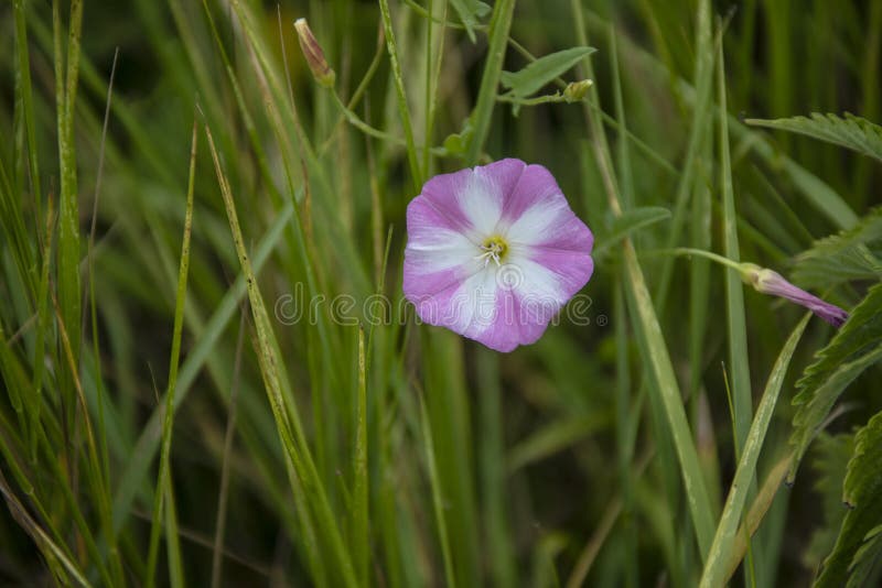 White Calystegia Also Called Bindweed False Bindweed Morning Glory ...