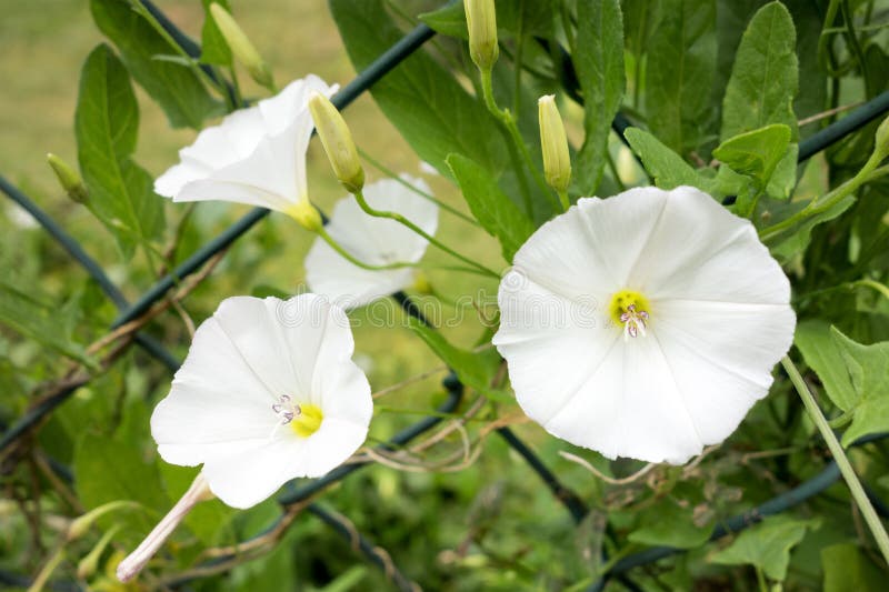 White Calystegia stock image. Image of macro, flora, green - 42718957