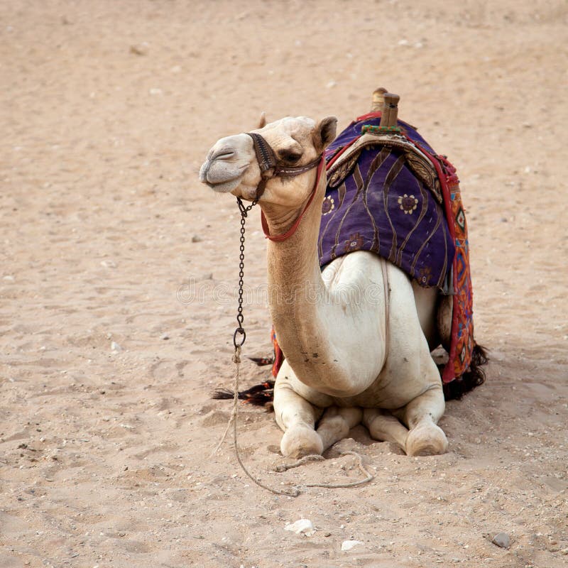White camel stock image. Image of african, mammal, culture - 27475023