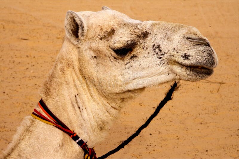 White camel stock photo. Image of white, brown, gold - 28112106
