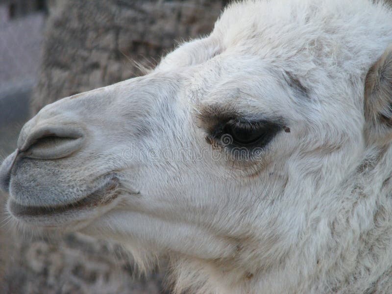 A white Camel stock image. Image of animal, fluffy, captive - 48307843