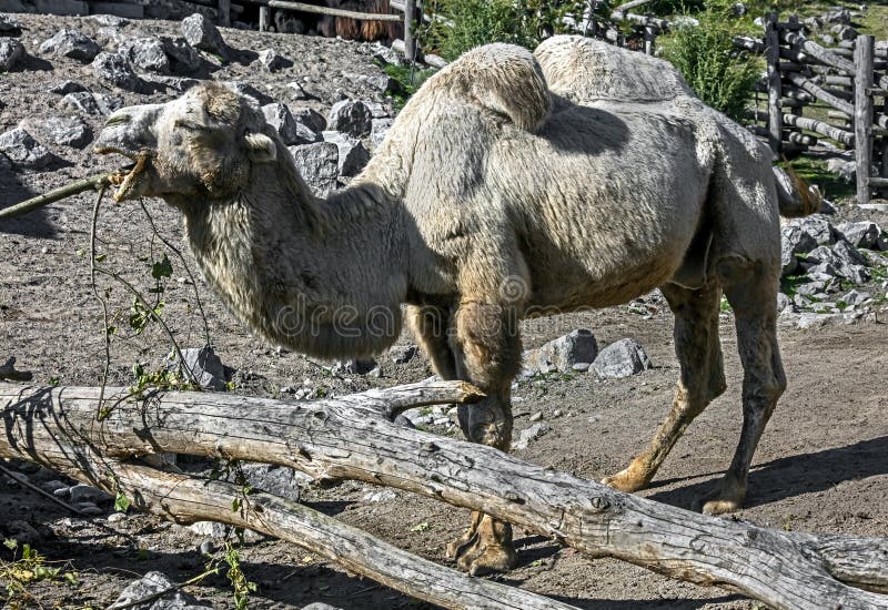761 White Bactrian Camel Stock Photos - Free & Royalty-Free Stock ...