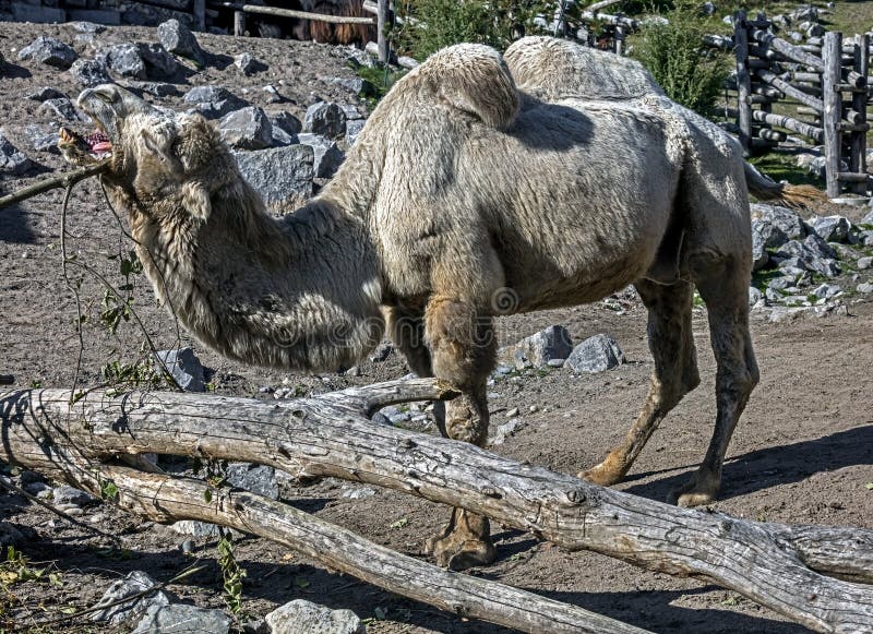 White camel 1 stock photo. Image of bactrian, ecology - 102132604