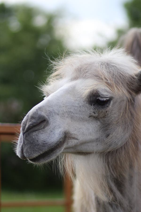 White Camel Looking To the Side in the Zoo in Summer Stock Image ...