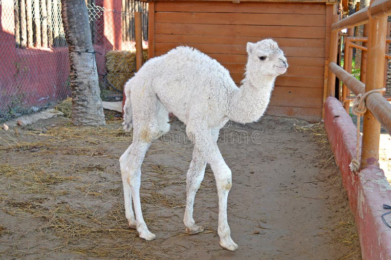 A white Camel stock image. Image of animal, fluffy, captive - 48307843