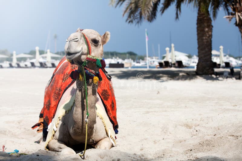 White Camel Relaxing on the Beach Stock Photo - Image of transportation ...