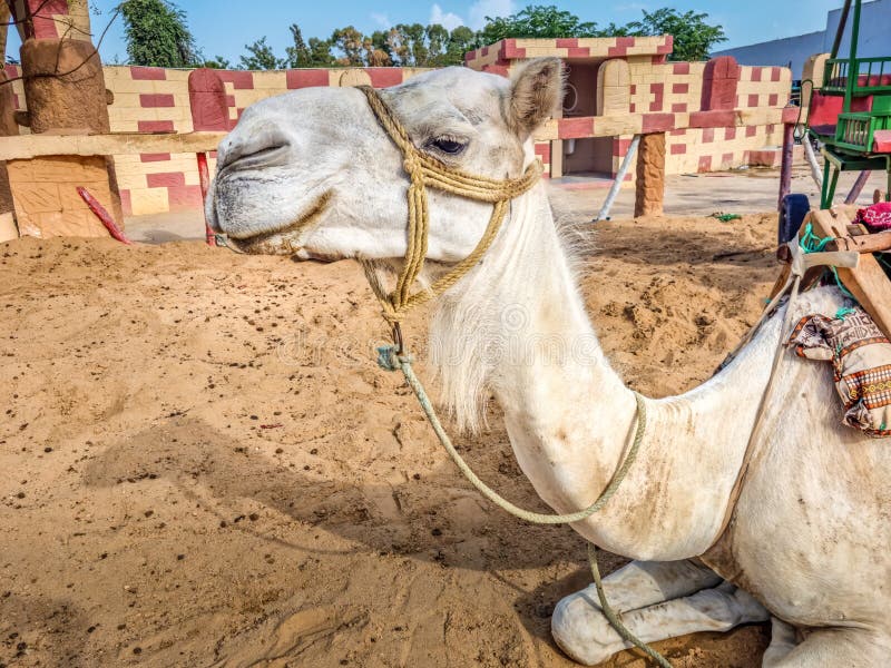 White Camel on a Sandy Landscape Stock Photo - Image of desert ...