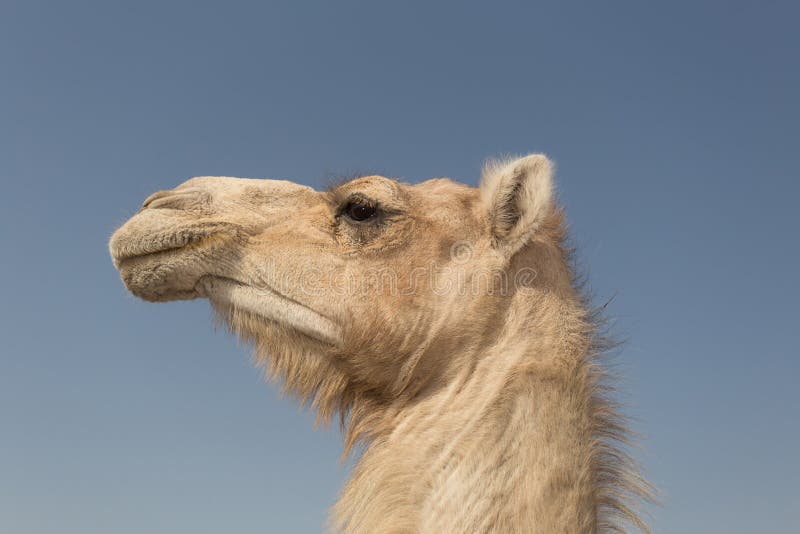 White camel stock image. Image of africa, arabia, tourism - 56737245