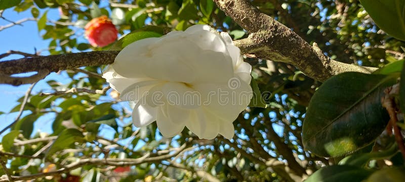 White camelia flower stock photo. Image of white, nature - 258505804