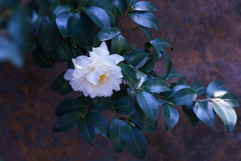 Camellia Branches with Flower. Camellia Japonica Flowering Plant ...