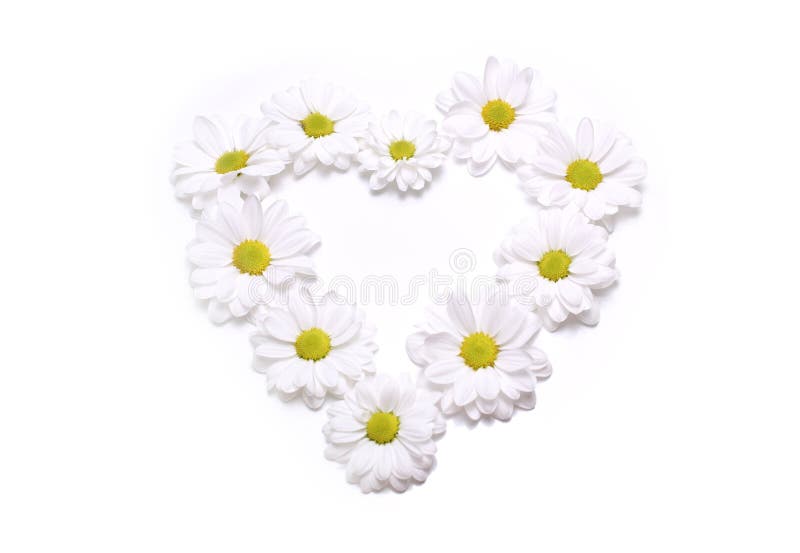 White Camomile Heart Shape Frame on White.e Stock Photo - Image of ...