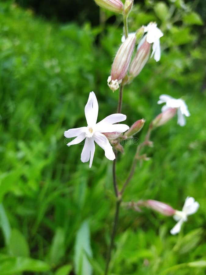 White campion stock photo. Image of meadow, nature, grass - 224477500