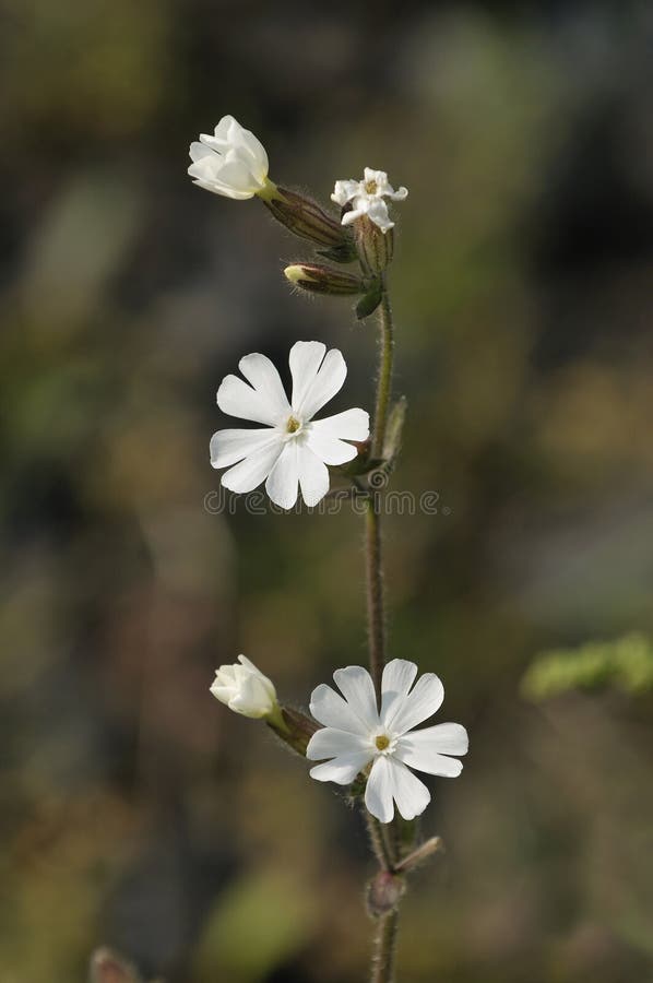 White Campion stock image. Image of nature, summer, caryophyllaceae ...
