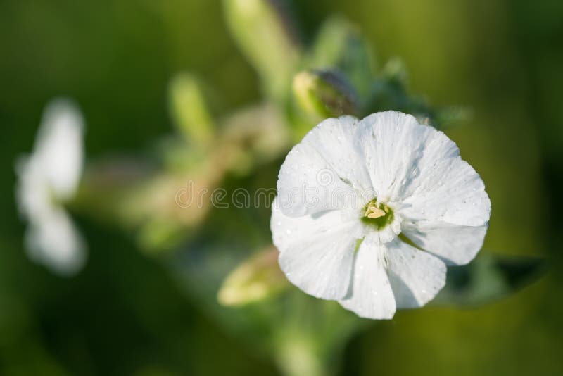 White Campion, .Silene Latifolia Flower Closeup Selective Focus Stock ...