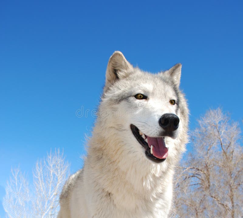 White Canadian Tundra Wolf stock image. Image of teeth - 3941503