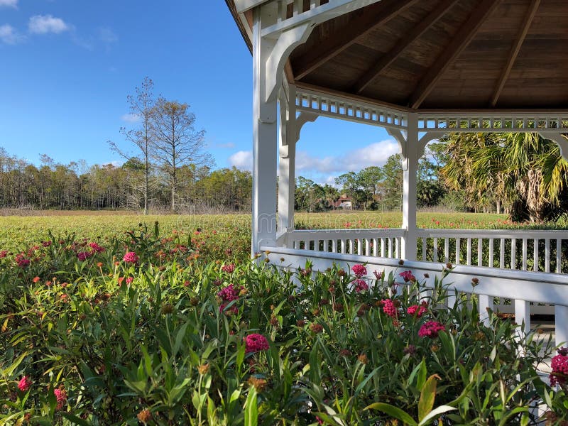 White Canopy and Wilderness Stock Photo - Image of framed, louisiana ...