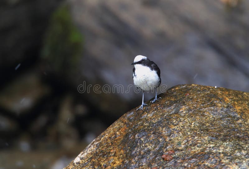 White-capped Dipper stock photo. Image of cinclus, white - 40785456