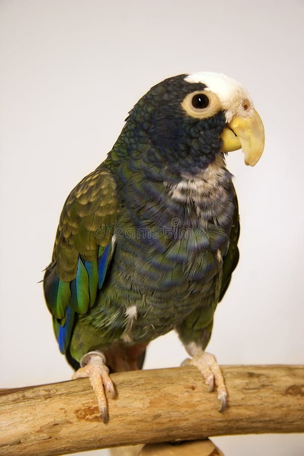 2+ Pionus parrot Free Stock Photos - StockFreeImages