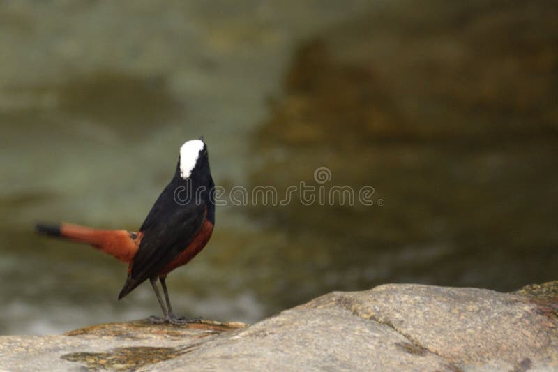 White capped redstart stock photo. Image of birds, brown - 275845866