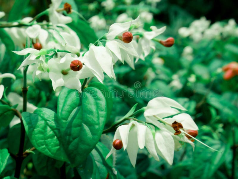 Capsule Buds Flower Presented with Leaves on Park Background Stock ...