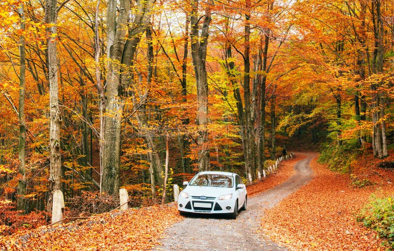 White Car on a Forest Trail. Golden Autumn Stock Image - Image of ...
