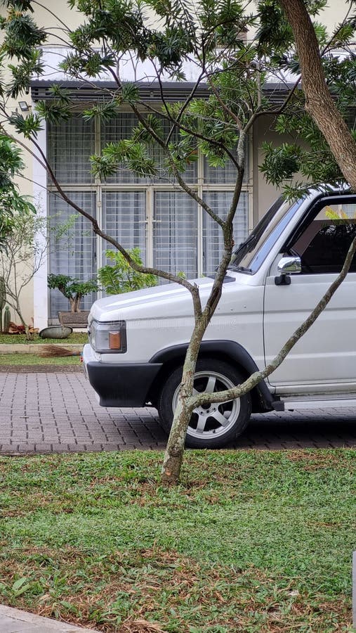 Trees Look Like Van Gogh Tree Stock Photos - Free & Royalty-Free Stock ...