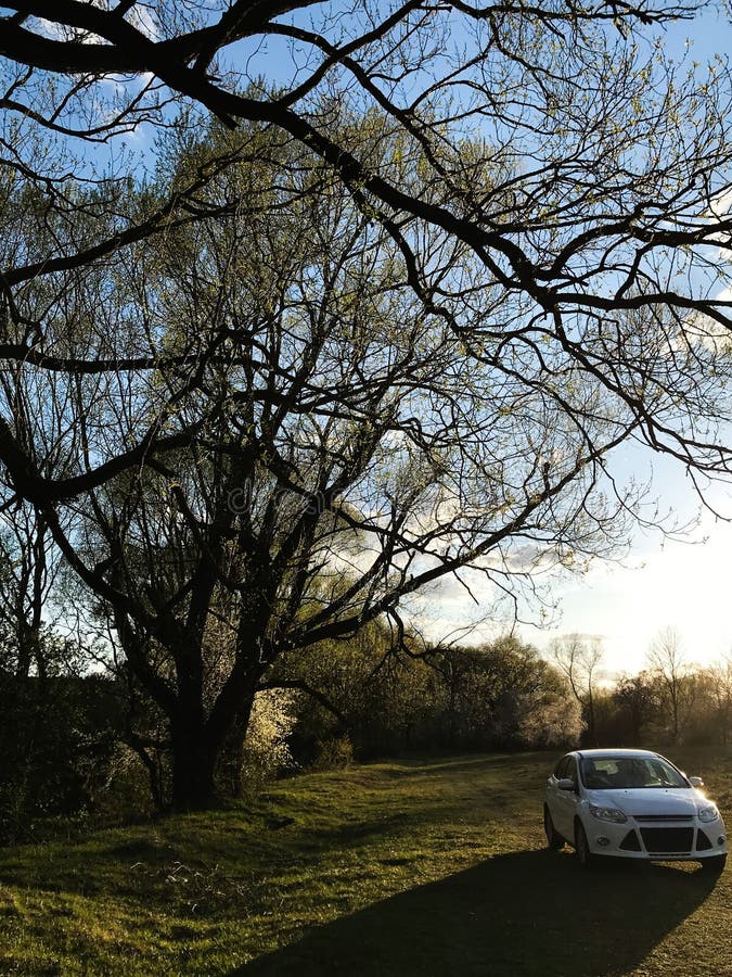 White Car Parked Under Large Tree in Serene Natural Setting Stock Image ...